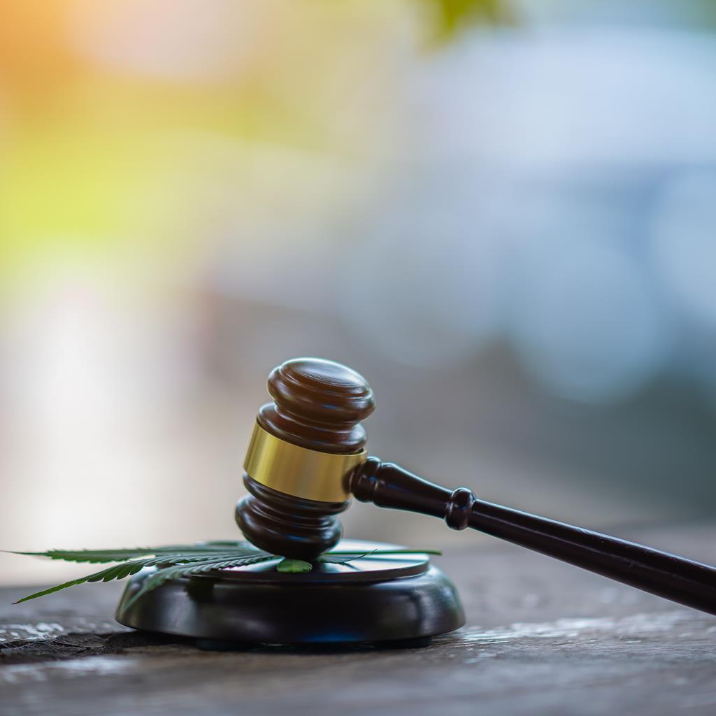 Medicinal cannabis | Regulatory Rapporteur