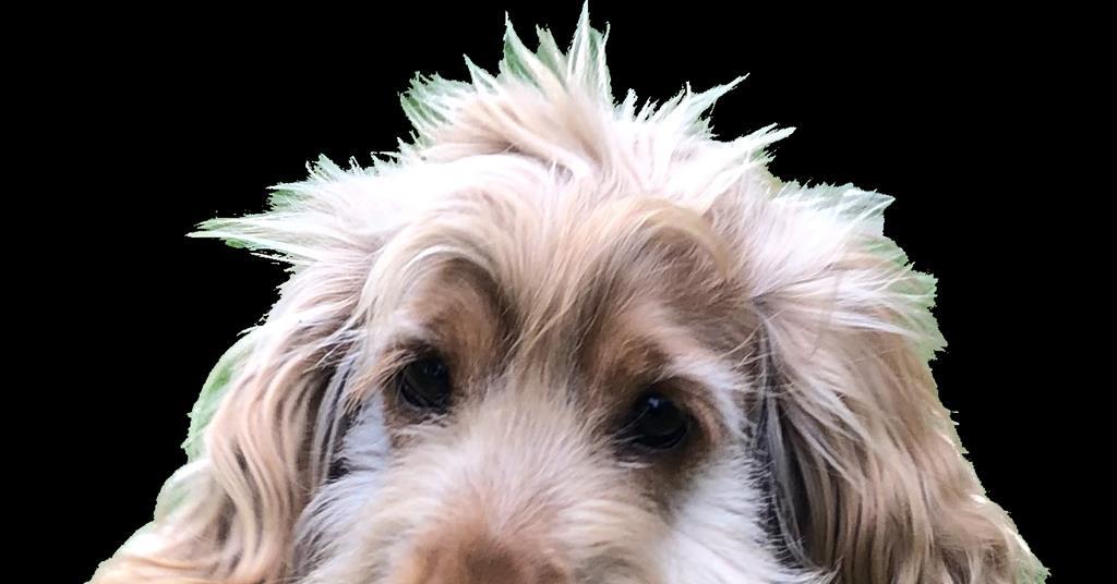 SARS-CoV-2 can cause brain damage in dogs, says study | Industry news ...